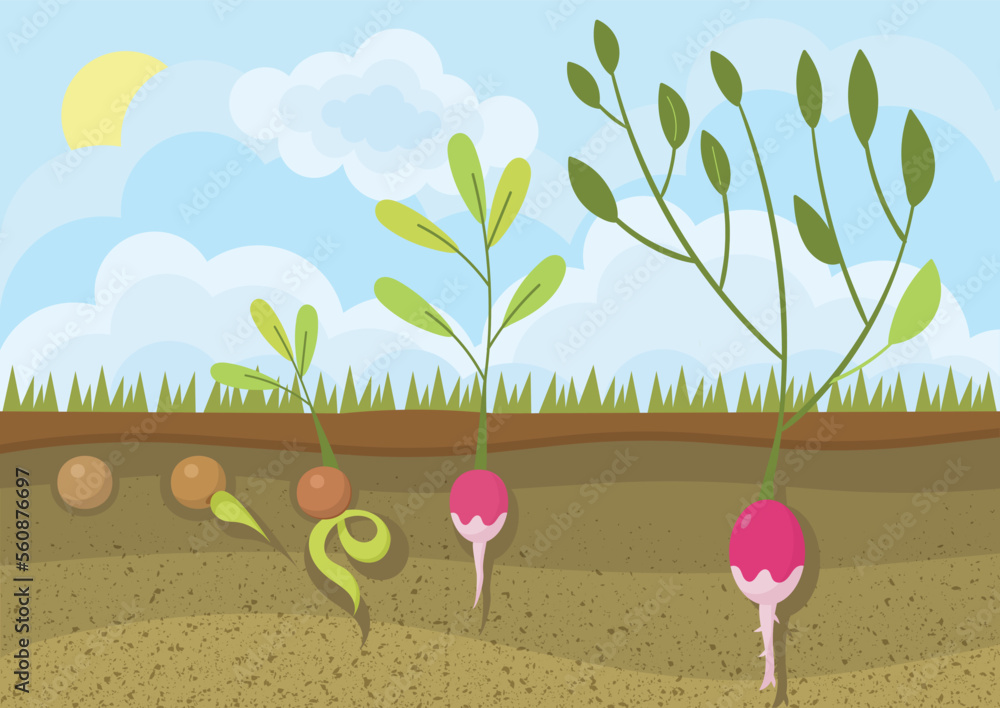 Life cycle of plant. Ecology, botany and biology. Poster or banner for ...