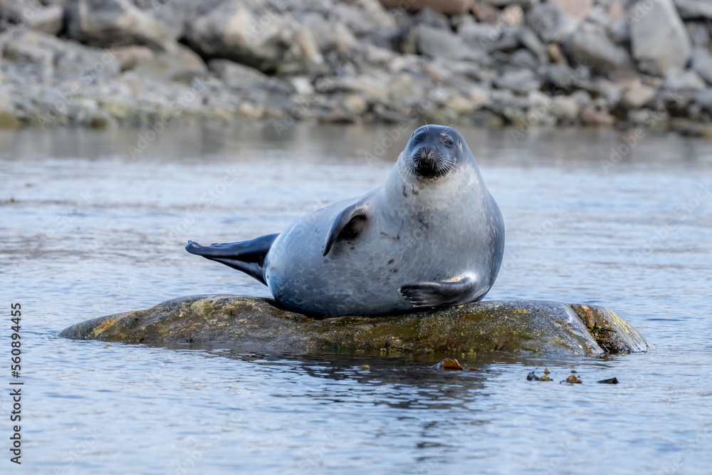 Bearded Seal in the Arctic, Svalbard, Norway. Bearded seals are the ...