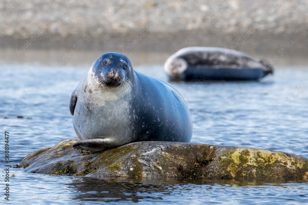 Bearded Seal in the Arctic, Svalbard, Norway. Bearded seals are the ...