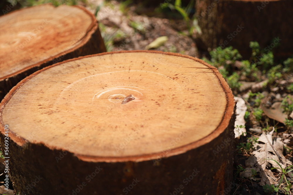 some parts of a large tree that has been cut into pieces to be used as ...