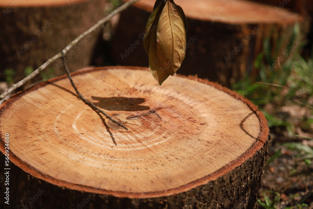 some parts of a large tree that has been cut into pieces to be used as ...