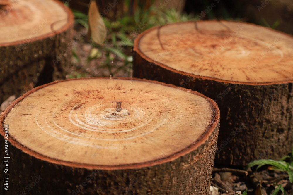 some parts of a large tree that has been cut into pieces to be used as ...