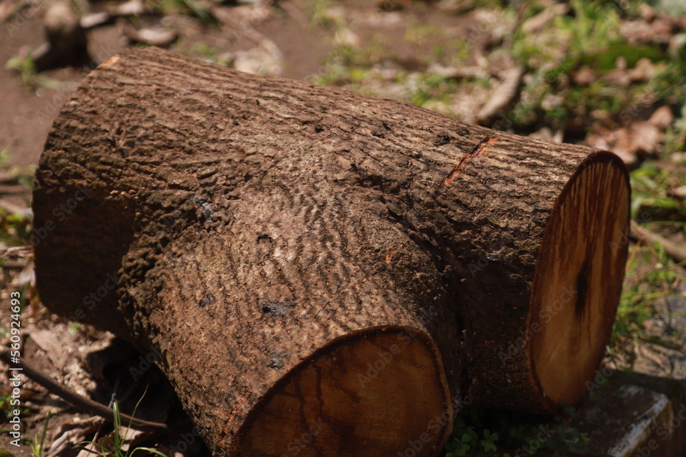 some parts of a large tree that has been cut into pieces to be used as ...