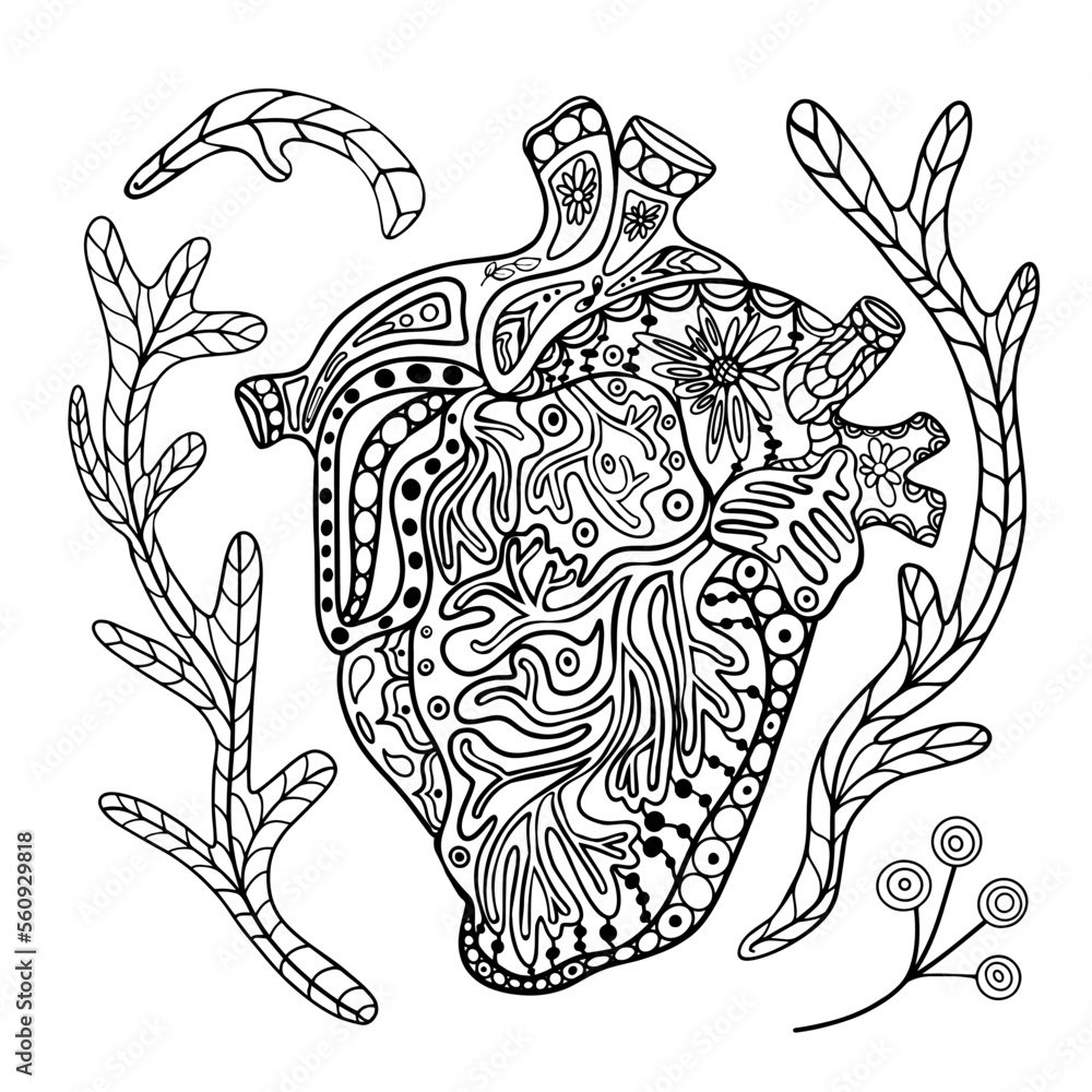 Vector illustration Human heart. Line colouring anatomy draws ...
