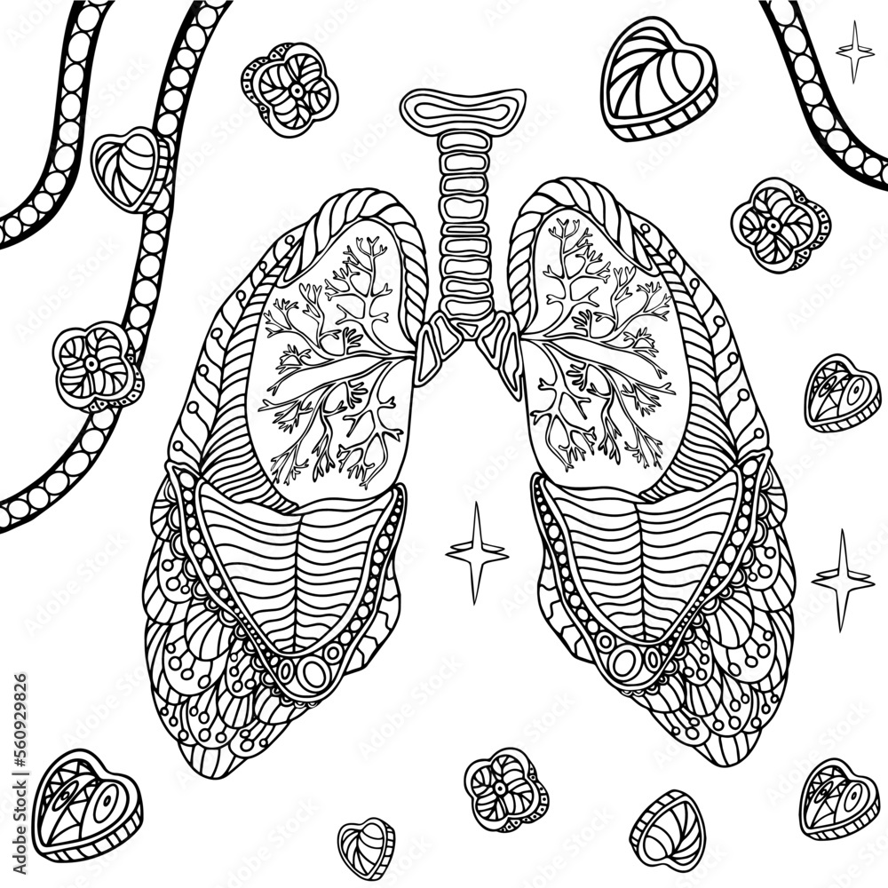 Vector Human lungs. Line colouring anatomy drawing decorative curves ...