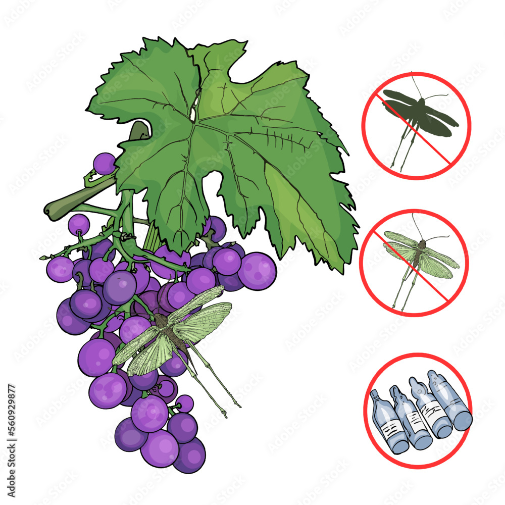 Vector illustration Locust and a flock of grasshoppers with leaves ...