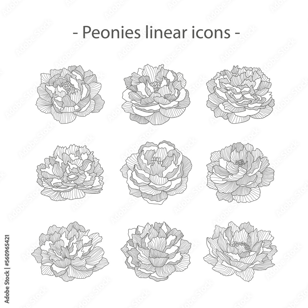 Linear icons of blooming peonies. A set of contour icons of peony ...