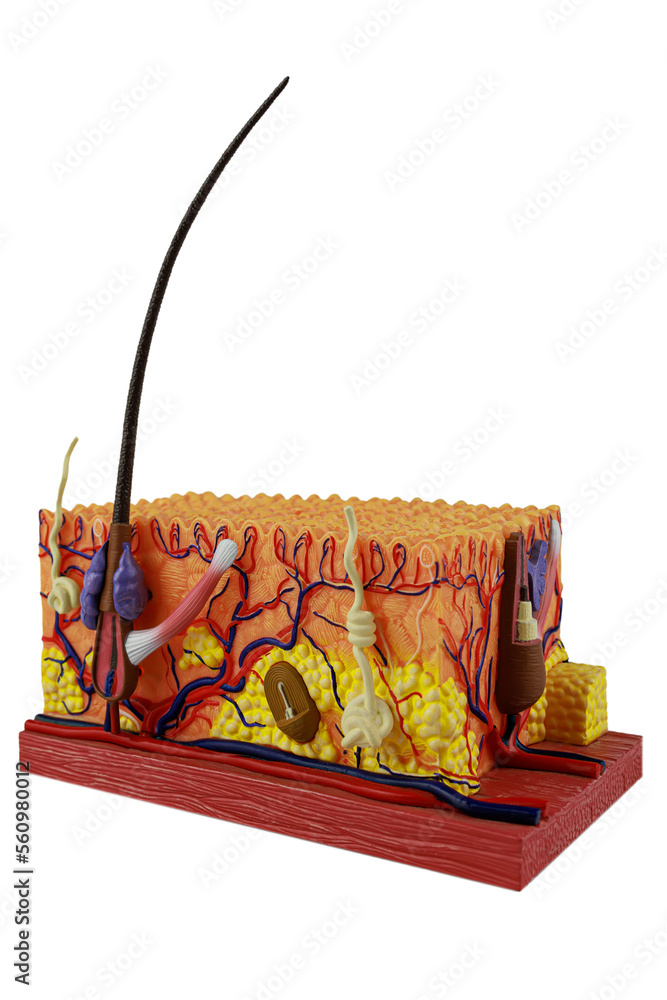 Anatomical model of human skin in section. Skin mockup with dermis ...