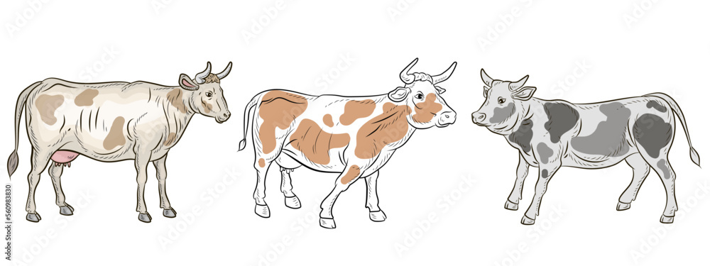 Animals, a color image of a cow. Vector drawing. Stock Vector | Adobe Stock