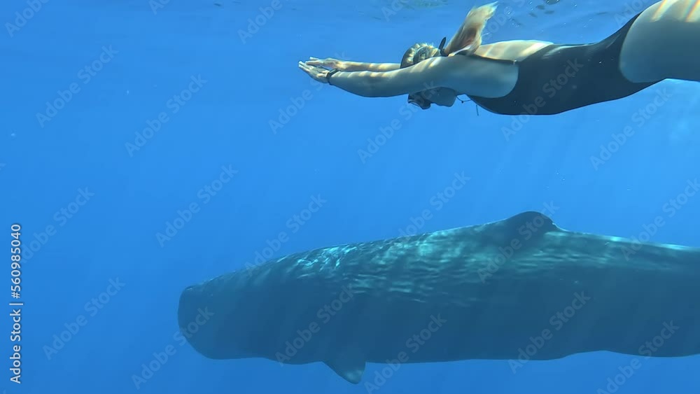 Woman swimming with whale in pure transparent water in Indian ocean ...