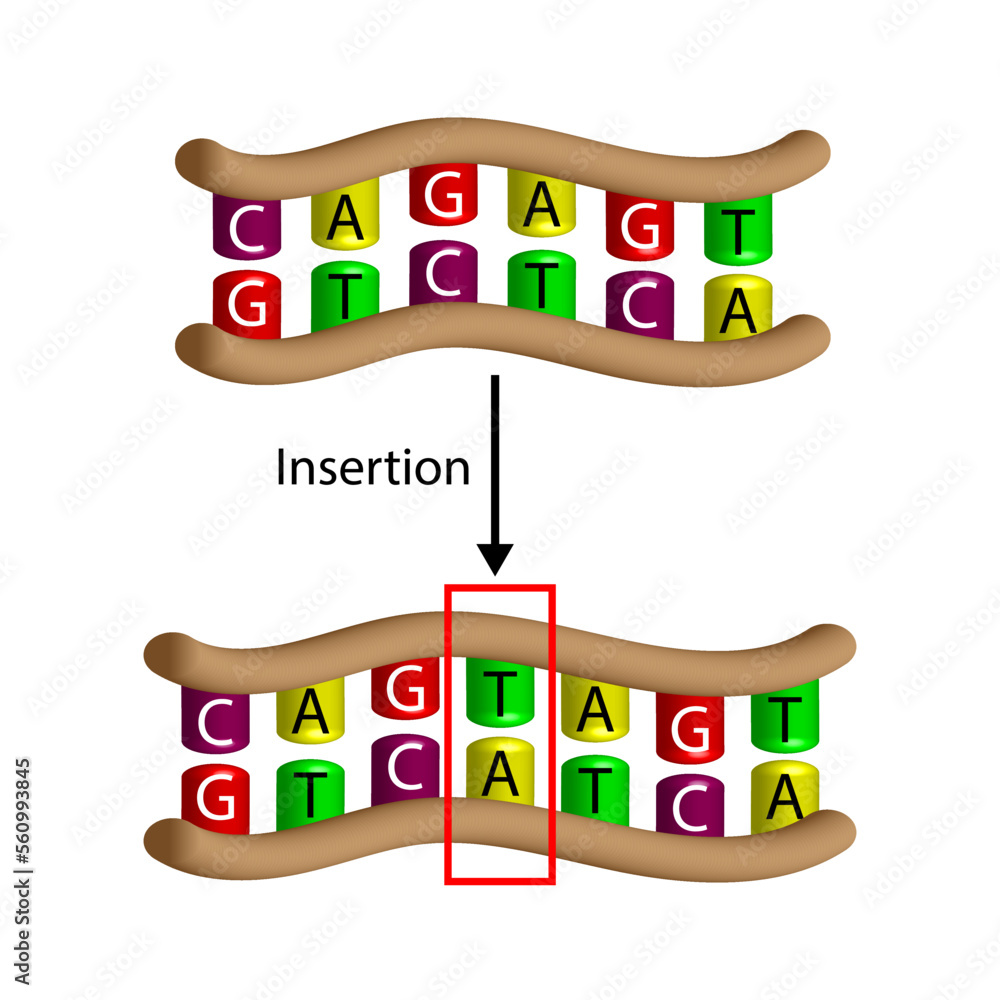 Insertion mutation, involves the addition of one or more nucleotides ...