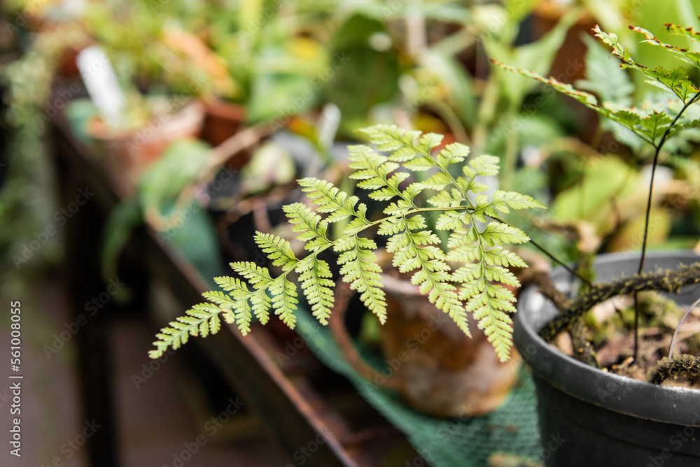 Davallia. A young fern of small size in a brown clay pot against the ...