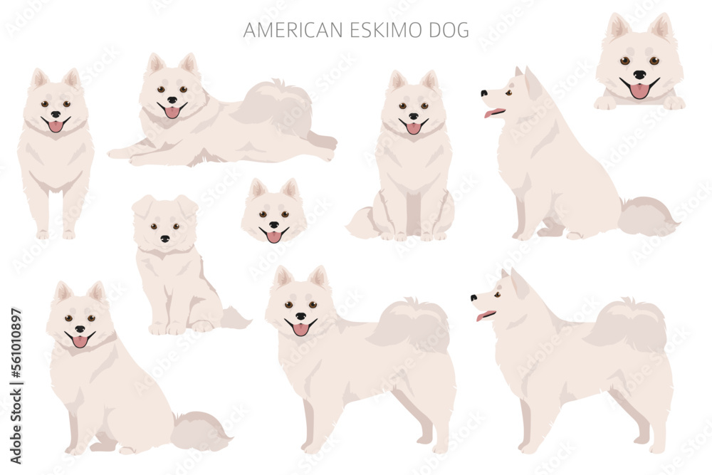 American eskimo dog all colours clipart. Different coat colors set ...