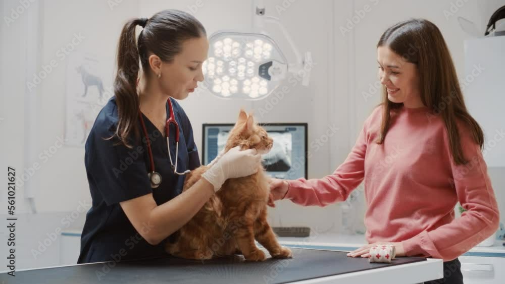 Happy Cat Owner Talking with a Professional Female Vet while Holding ...