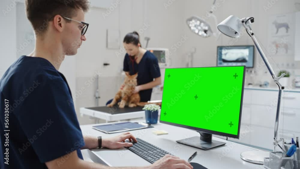 Female Veterinarian Diagnosing a Red Maine Coon Cat with Stethoscope ...