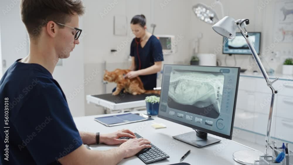 Veterinary Clinic Doctor Working on a Desktop Computer, Examining X-Ray ...