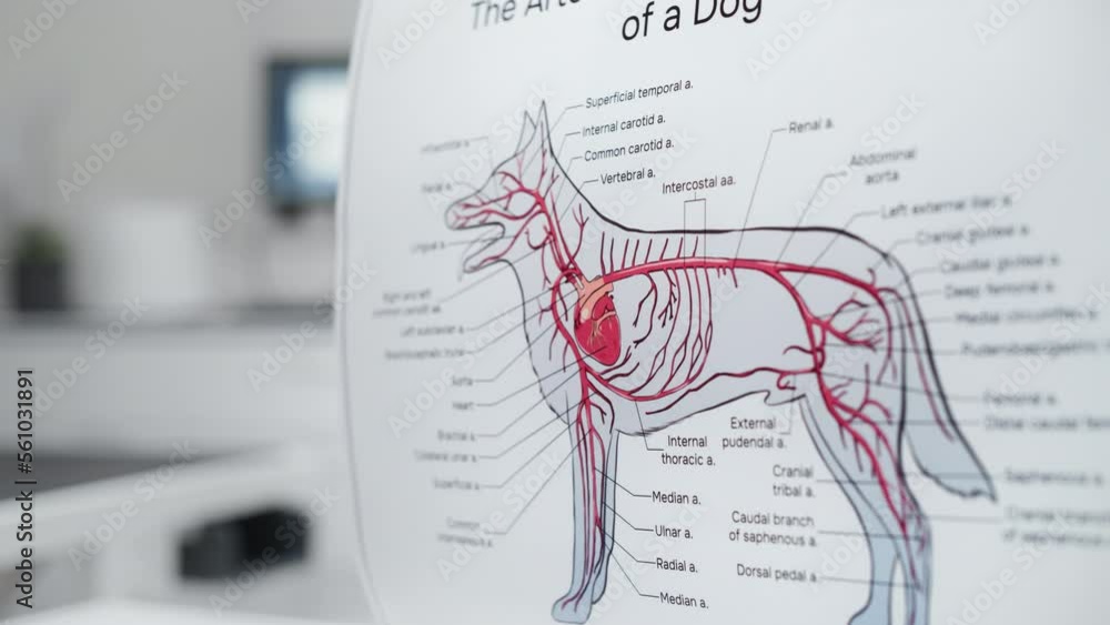 Anatomy Poster of an Arterial Circulatory System of a Dog. Colorful ...