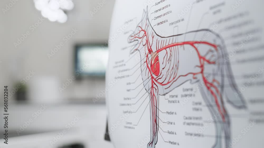 Medical Anatomy Poster of an Arterial Circulatory System of a Dog ...