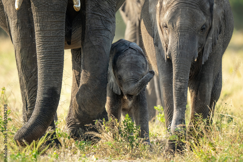 Baby African elephant walking between two others Stock Photo | Adobe Stock