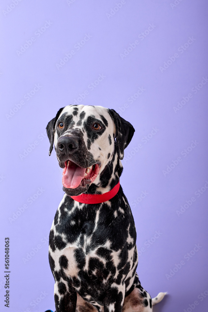Portrait of cute young purebred dalmatian dog posing on purple violet ...