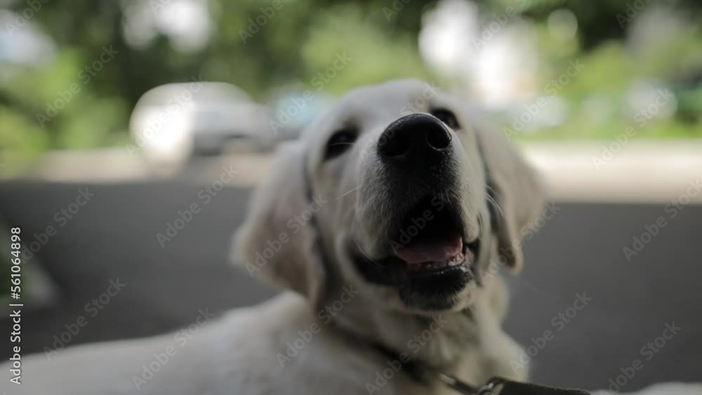 Slow motion of a golden retriever sniffing around. A puppy of a golden ...
