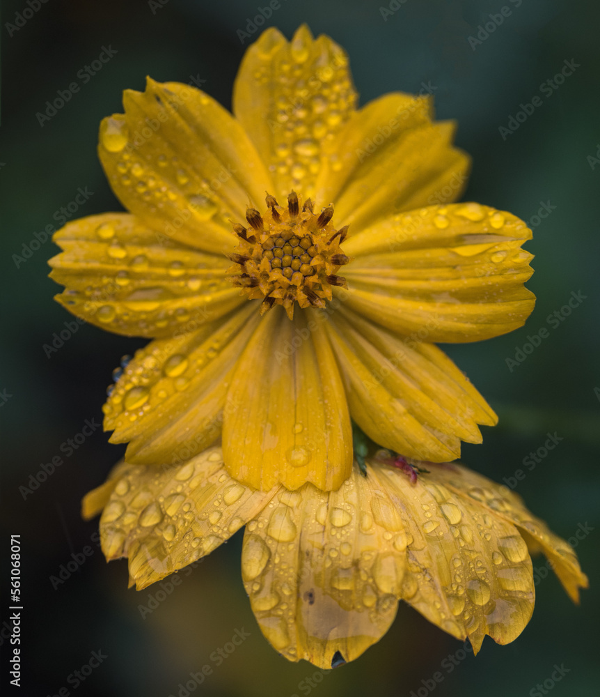 Duo of brilliant yellow fall flowers, one facing the camera and one ...