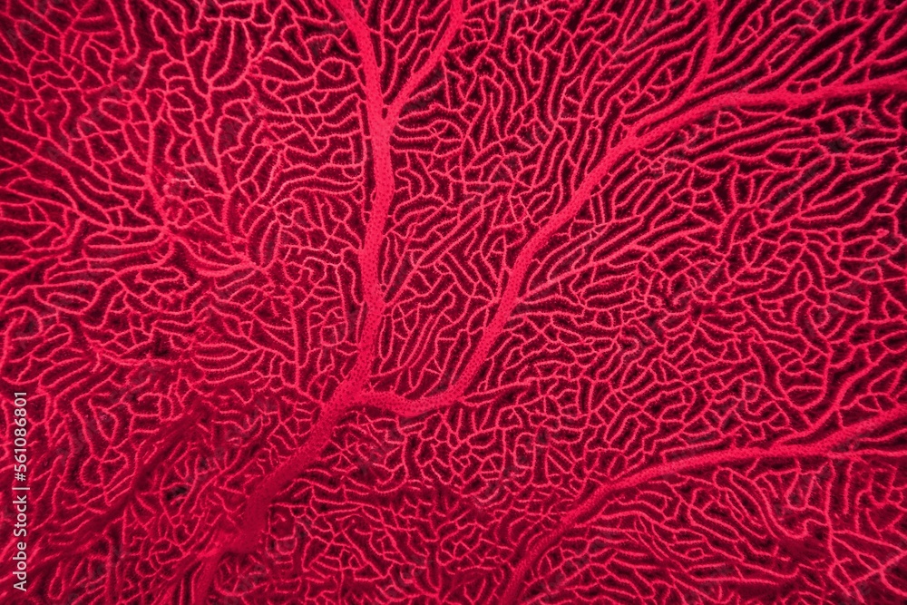 Fan Coral Texture