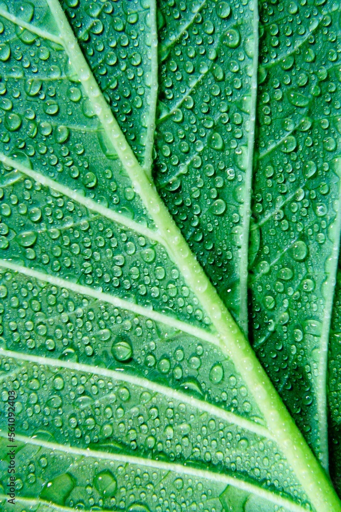 Hoja de un àrbol de Ombù color verde con gotas de lluvia en la ...