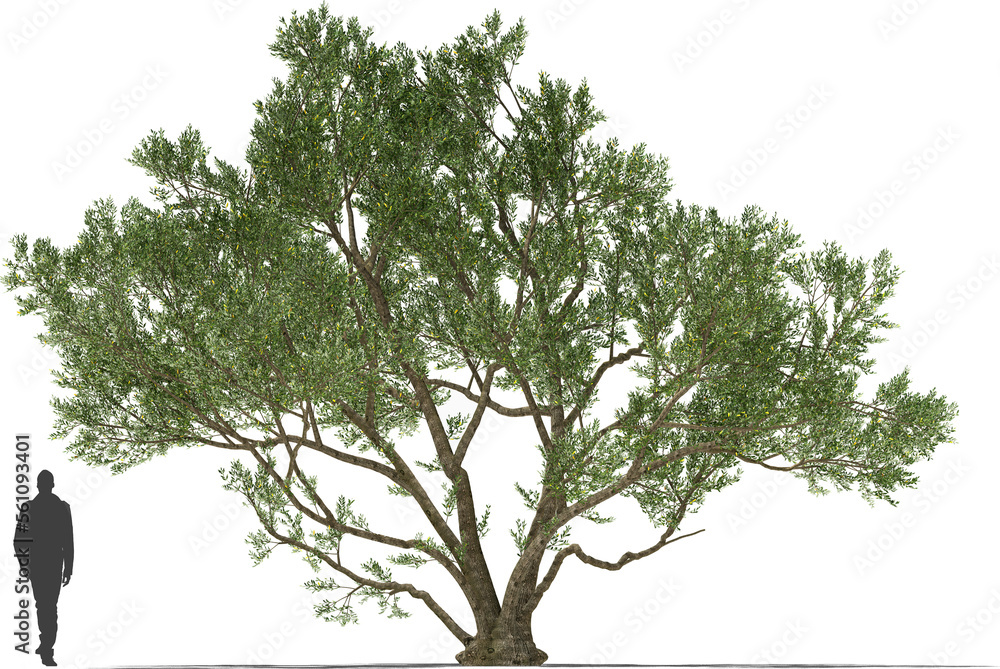 olive tree old mediterranean plant hq cutout tree arch viz Stock ...