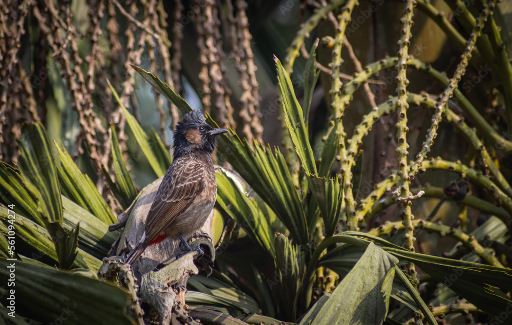 Red vented bulbul birds (bulbuli pakhi) sitting on the tree with green ...