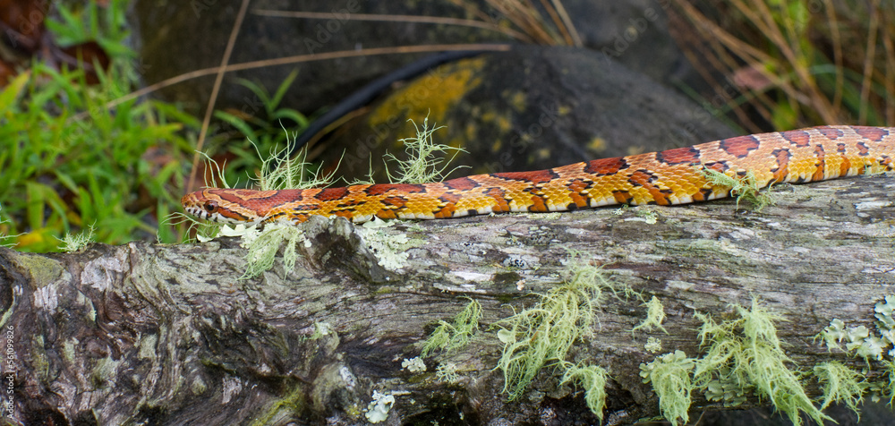 Wild corn snake - Pantherophis guttatus - formerly known as Elaphe ...