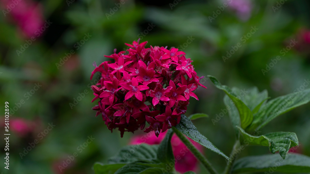 Pentas lanceolata, comúnmente conocida como estrella egipcia, es una ...