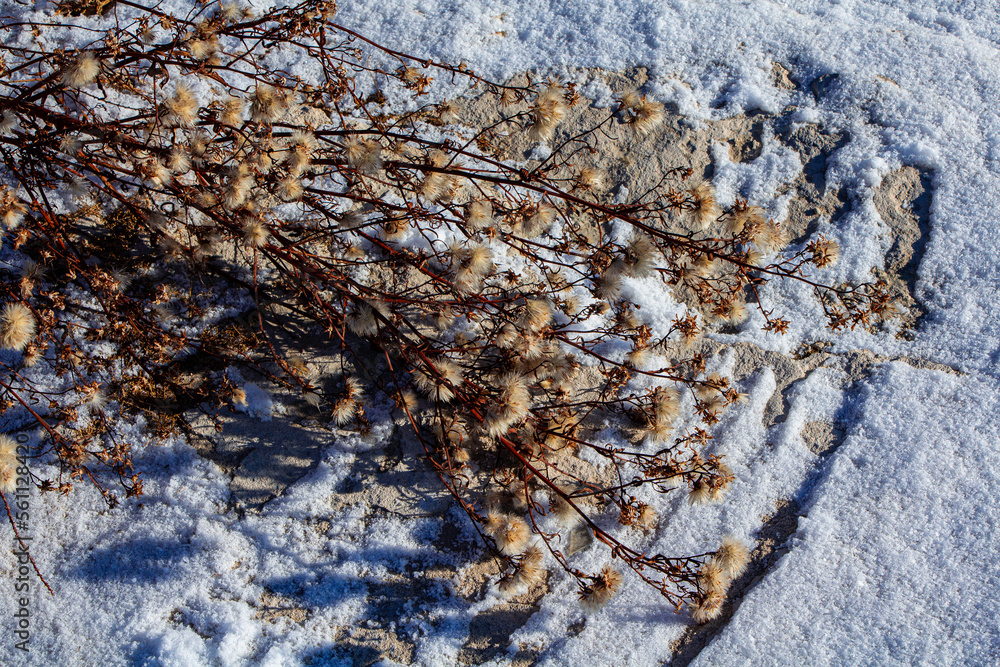winter, snow, tree, nature, cold, forest, landscape, white, frost, ice ...