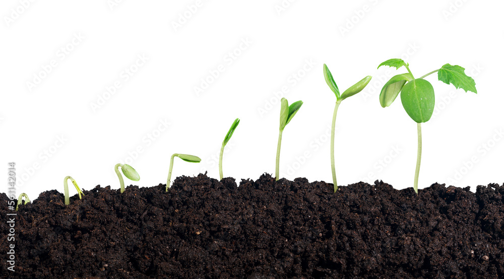 Green plant sprout in the ground soil Stock Photo | Adobe Stock