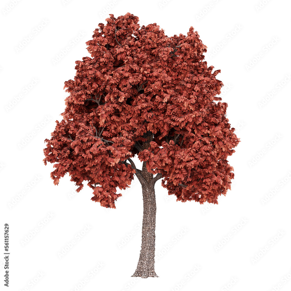 Beautiful 3D Tree isolated PNG transparent background, for ...