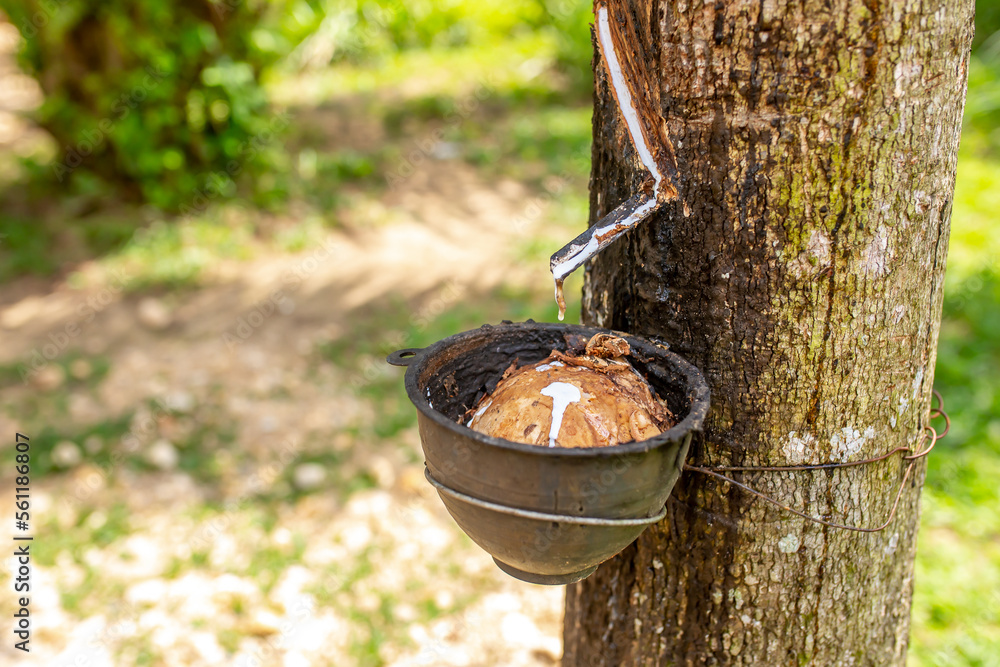 Milky latex extracted from the rubber tree Hevea Brasiliensis as a ...