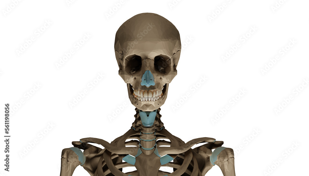 3d rendered medically accurate illustration of a human skull. Copy of ...