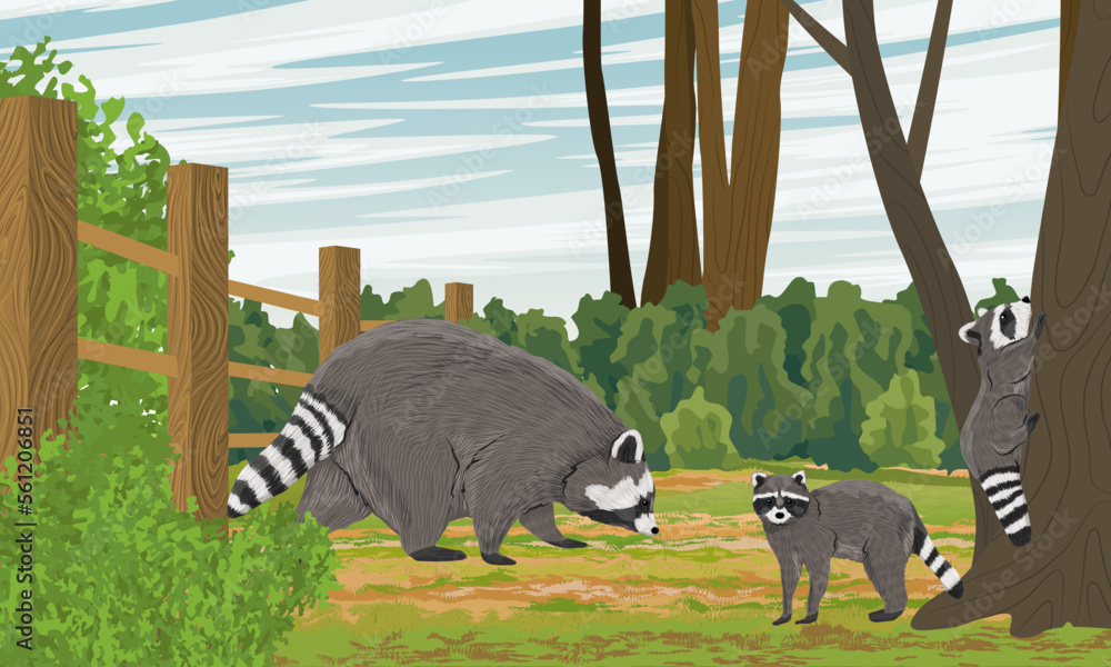 A family of raccoons walks in the backyard. Raccoon cubs climb a tree ...