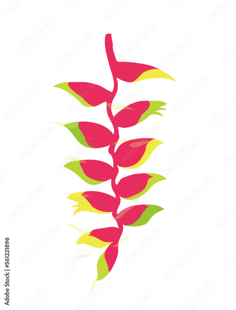 Heliconia rostrata illustration Stock Vector | Adobe Stock