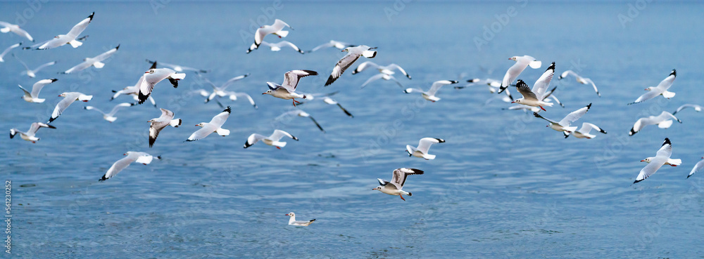 Wildlife panorama, background banner of Larus Charadriiformes or White ...