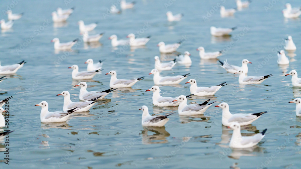 Wildlife, background, pattern of Laurus Charadriiformes or White ...