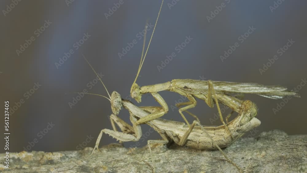 The mating process of praying mantises. Couple of praying mantis mating ...