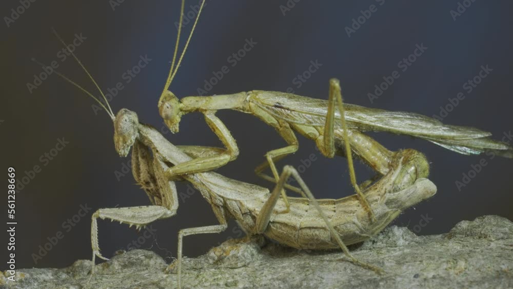 Close-up of couple of praying mantis mating on tree branch. The mating ...