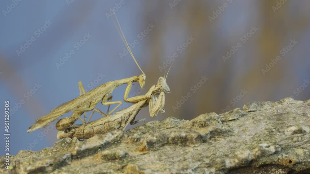 Female praying mantis sits on tree branch and washes in the process of ...