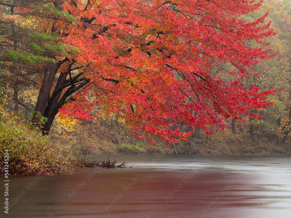 Red Maple tree (Acer rubrum) on the banks of the Carrabassett River in ...
