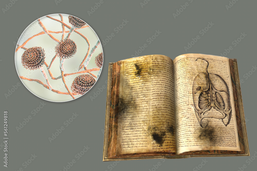 Open antique book with black mold on its pages and close-up view of ...