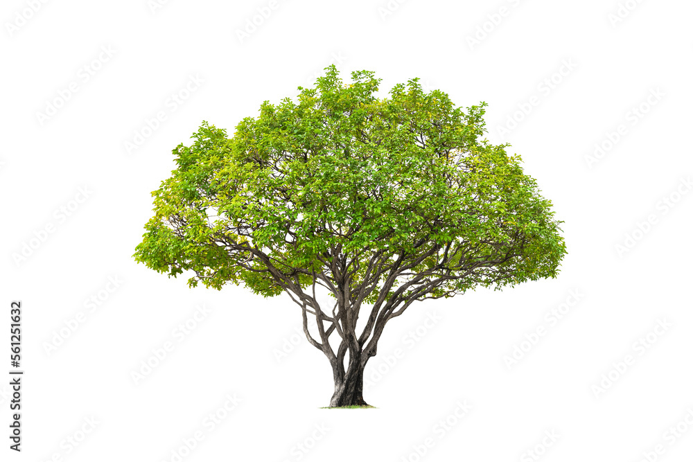 Beautiful big Canopy Tree on transparent background, png file Stock ...
