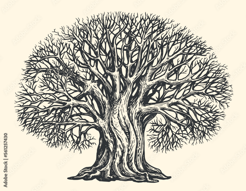 Oak Tree Without Leaves Drawing