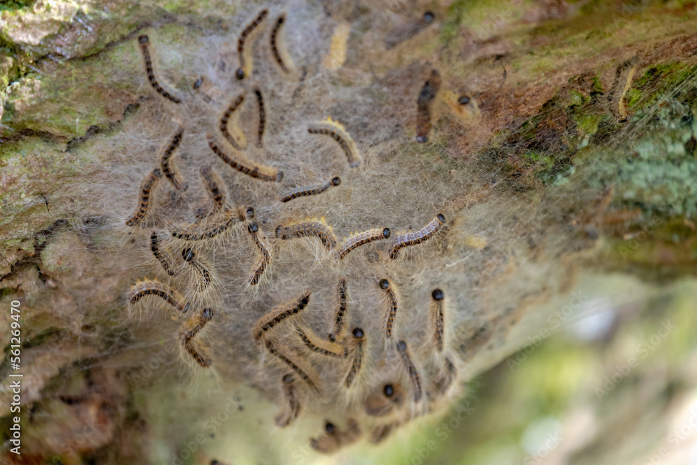Oak processionary nest on tree in the forest, Thaumetopoea processionea ...