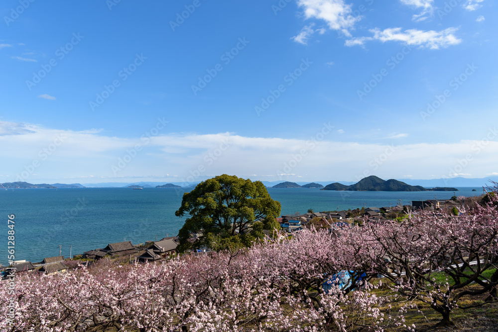 Tajiri-cho, Fukuyama City, Hiroshima Prefecture, Apricot Blossoms and ...